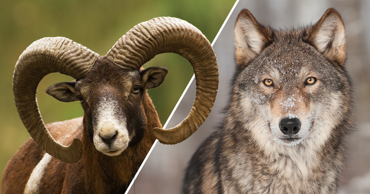 Een kansloze missie, maar Hoge Veluwe probeert het toch: naar de ...