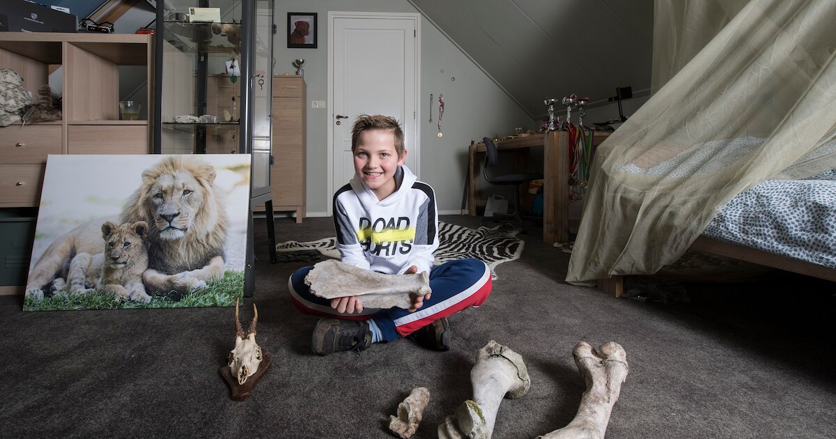 De grootste droom van Lieuwe (10): ‘In Afrika het skelet van een leeuw ...
