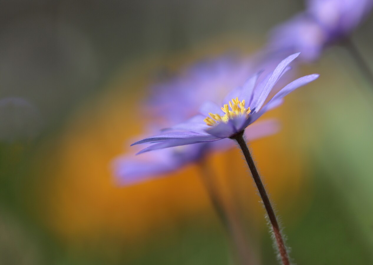Lente! En dit zijn jullie mooiste lentefoto's | Foto | gelderlander.nl