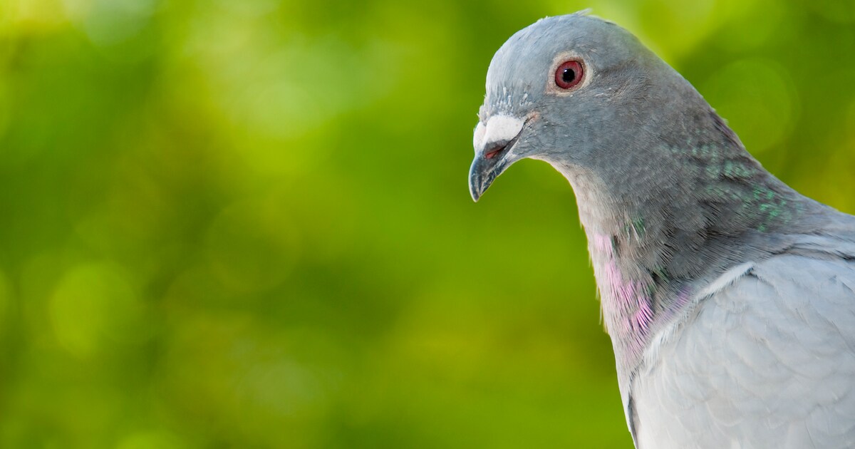De duif is een van de weinige vogels die ze nog kan horen | Columns ...