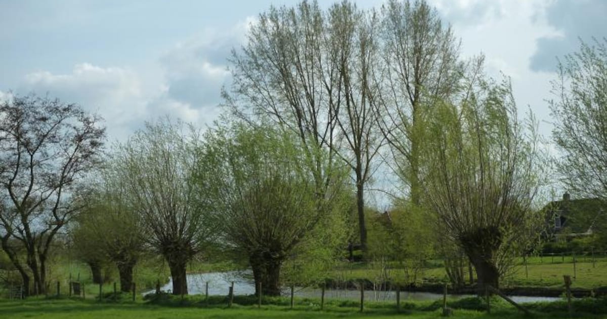 Gratis 15.000 bomen beschikbaar voor grondeigenaren in provincie ...
