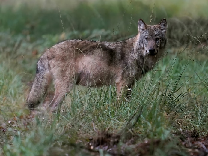‘Mens moet leren leven met de wolf’ | Opinie | gelderlander.nl