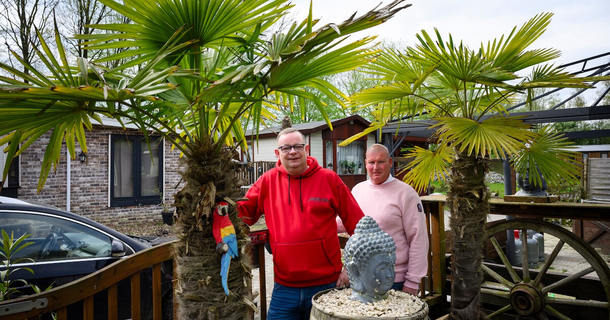 De bezem gaat door deze camping: ‘Met veertig palmbomen op een flatje ...
