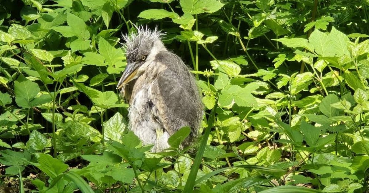 Jonge reiger valt uit nest, dierenambulance treedt op voordat honden de ...