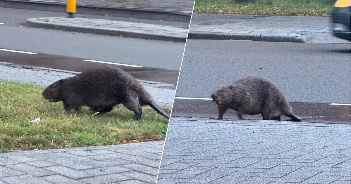 Grote bever midden in woonwijk verrast Klaus: ‘Ik dacht nog: wat een ...