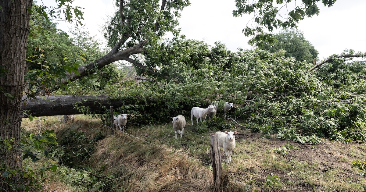 Storm zorgt voor miljoenenschade in Winterswijk en ‘verminkt’ nationaal ...