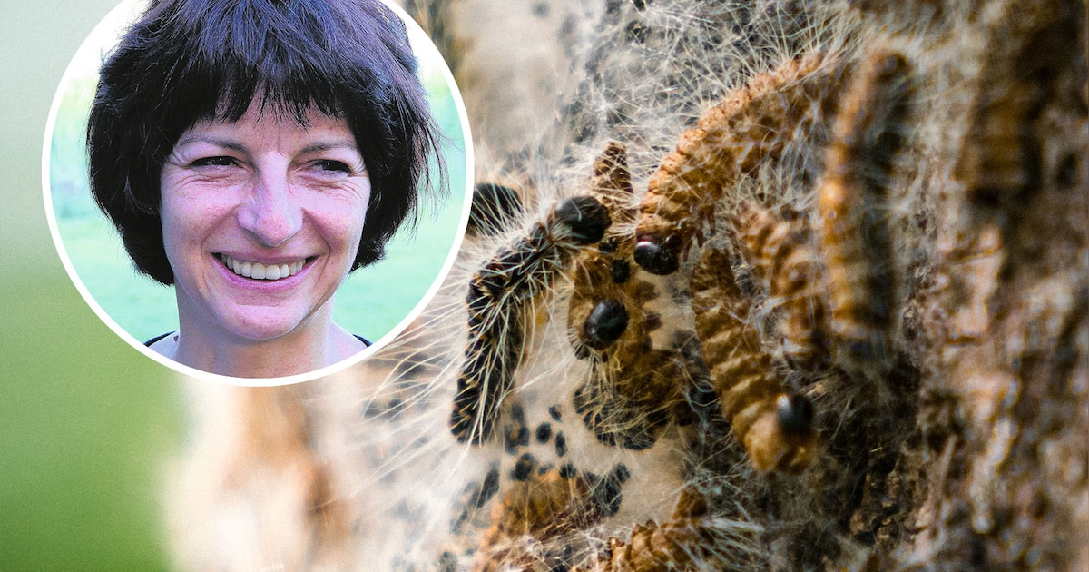 Nieuwe dreiging? Dennenprocessierups met twee miljoen brandharen nadert Nederland | Wageningen ...