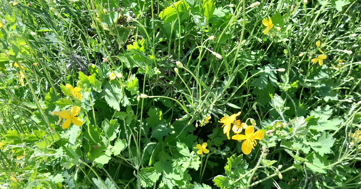 Een ‘stinkend’ plantje dat zwaluwen zouden gebruiken om hun blind geboren jongen te laten zien ...