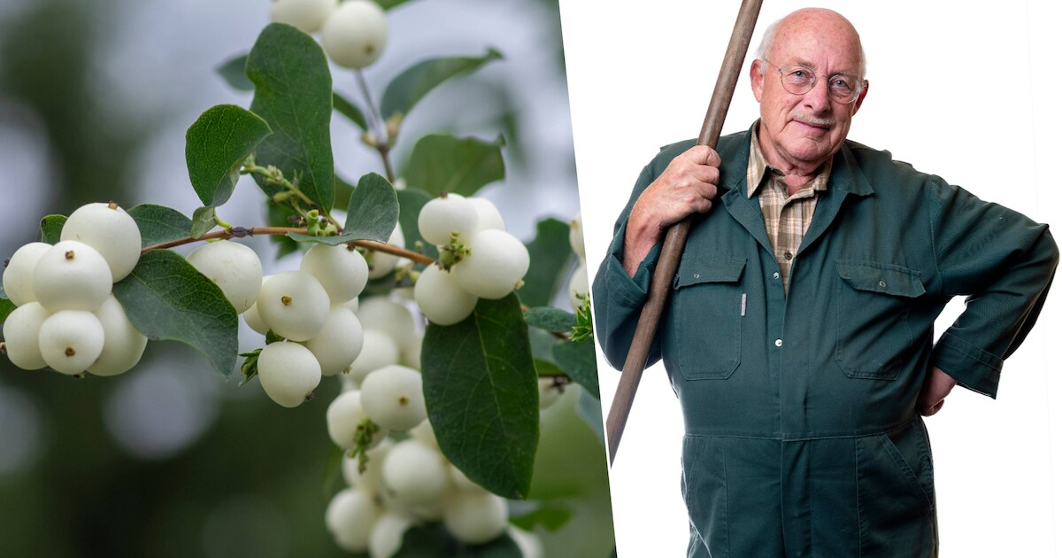 Met die witte bessen en een buis kun je zo leuk schieten | Nieuws | De ...