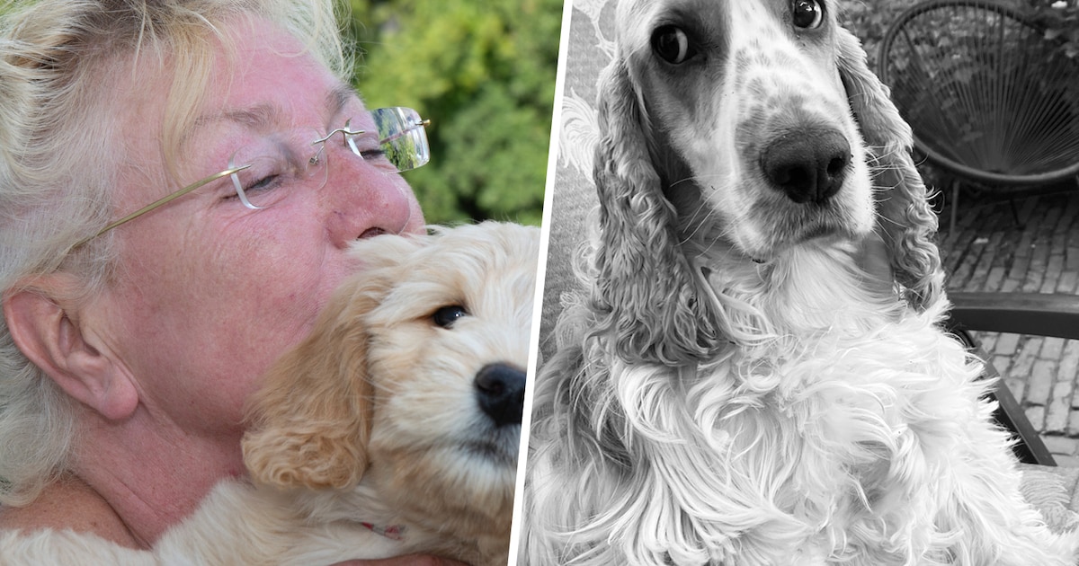 Hondje Daan (2) overlijdt onder verdachte omstandigheden, baasje Corrie ...