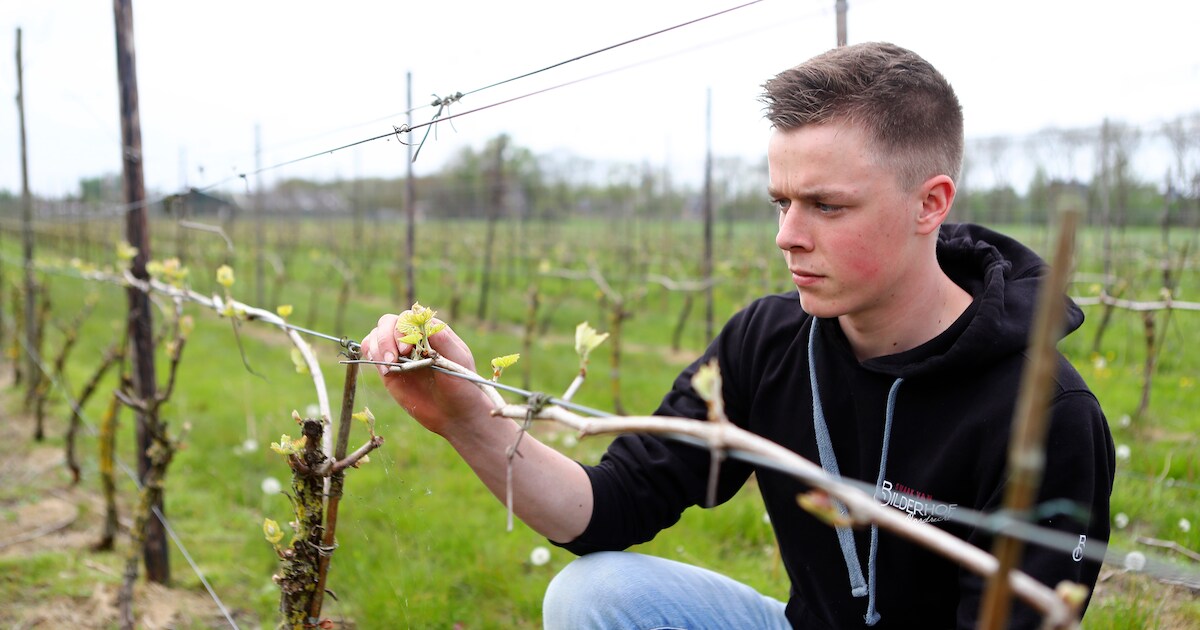 Wordt de Alblasserwaard dé wijnregio van Nederland? ‘De kwaliteit is ...