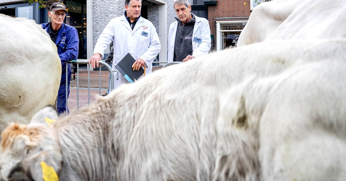 De Leste Mert in Druten: een vamp van een koe die het helemaal gaat ...