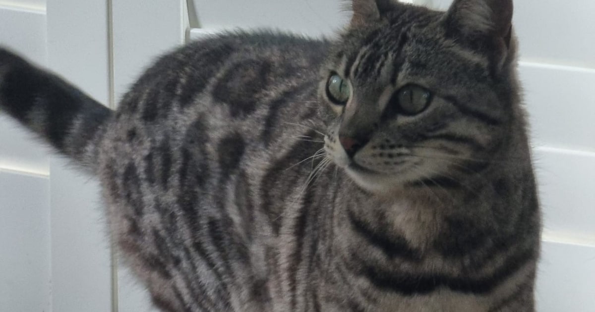 Heb jij Bella, Ellie of Pepper gezien? Deze zes huisdieren worden in ...