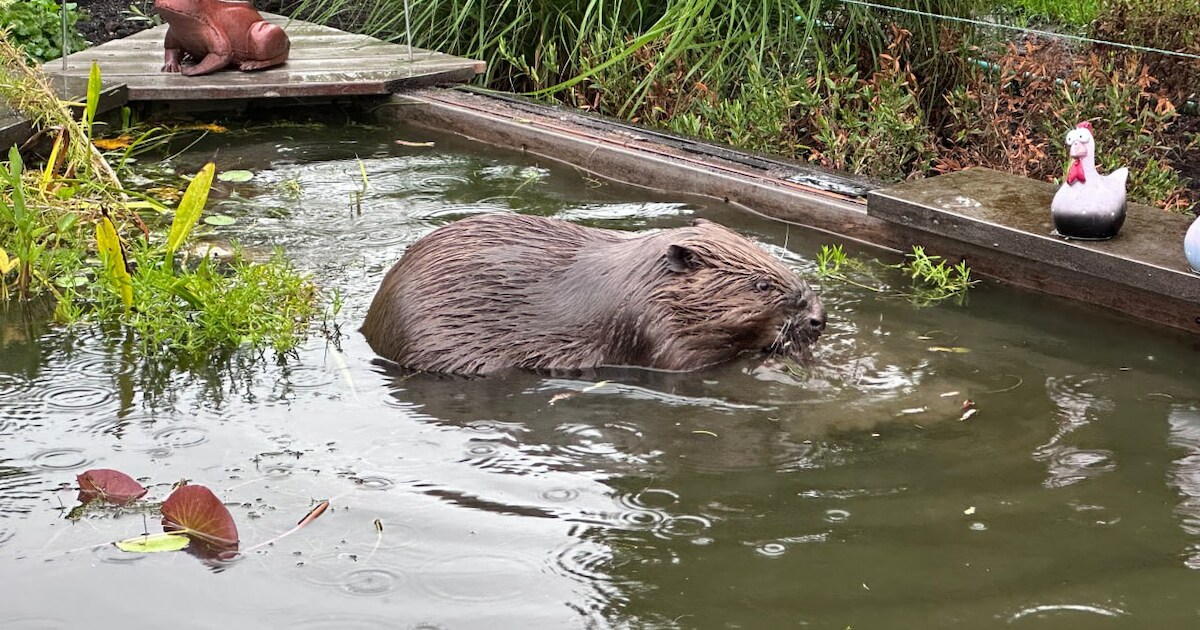 Mitchell en Nikki van de dierenambulance klapperen met oren: ‘Een bever ...