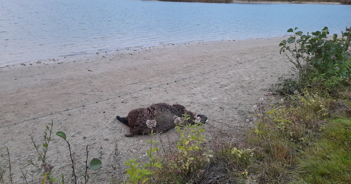 Woede om hond die schaap de dood in jaagt: dier verdrinkt in ’t Hilgelo ...