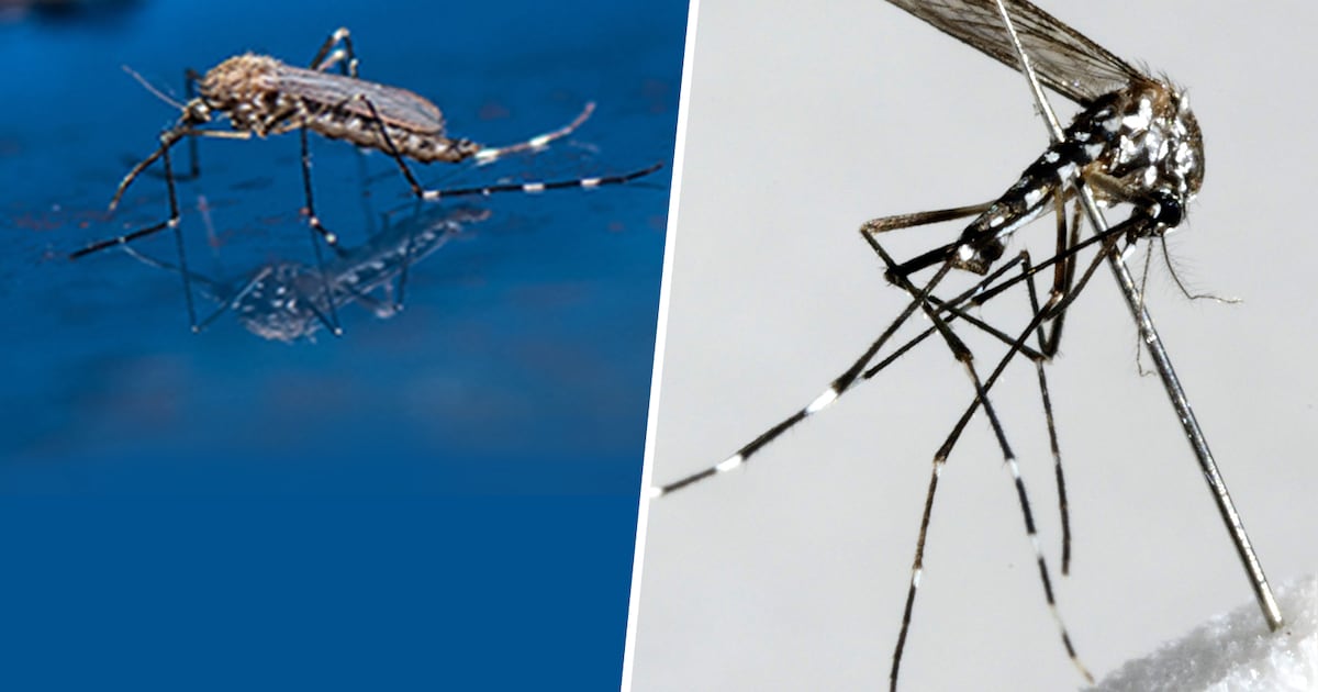 Je kunt maar beter alert zijn op exotische muggen, zeker in deze ...