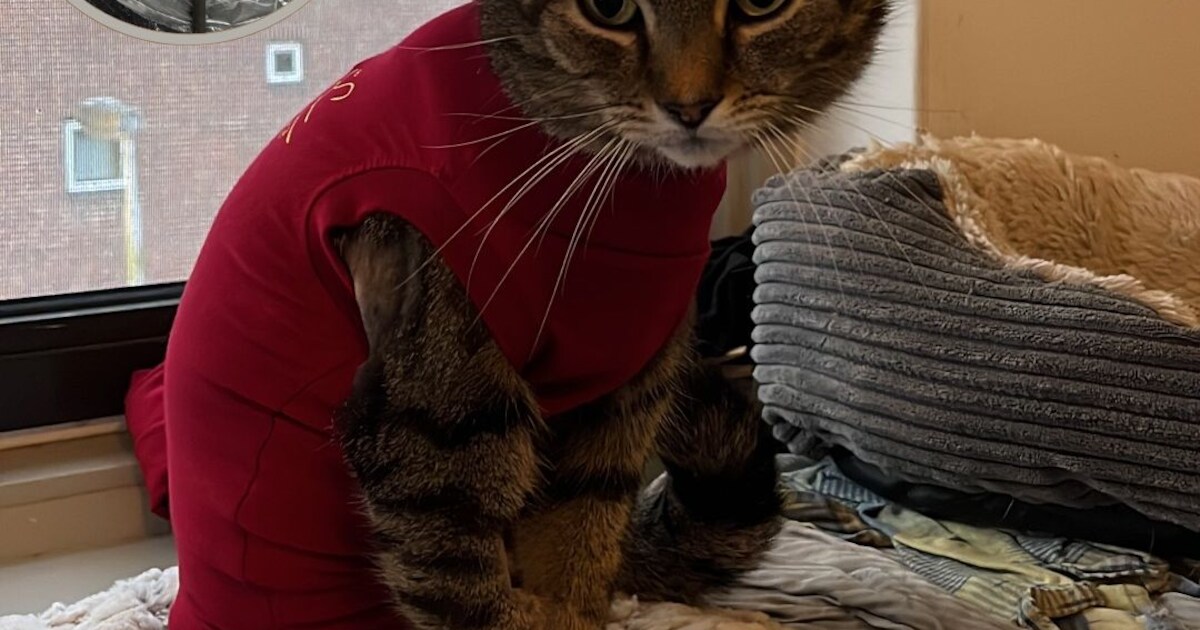 Kat Rudy raakt zwaargewond door kruisboogschot in Eindhoven, ook tweede ...