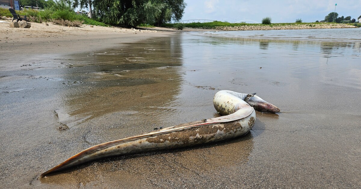 Noud (5) vindt een enorme dode paling langs de rivier en niet alleen de ...