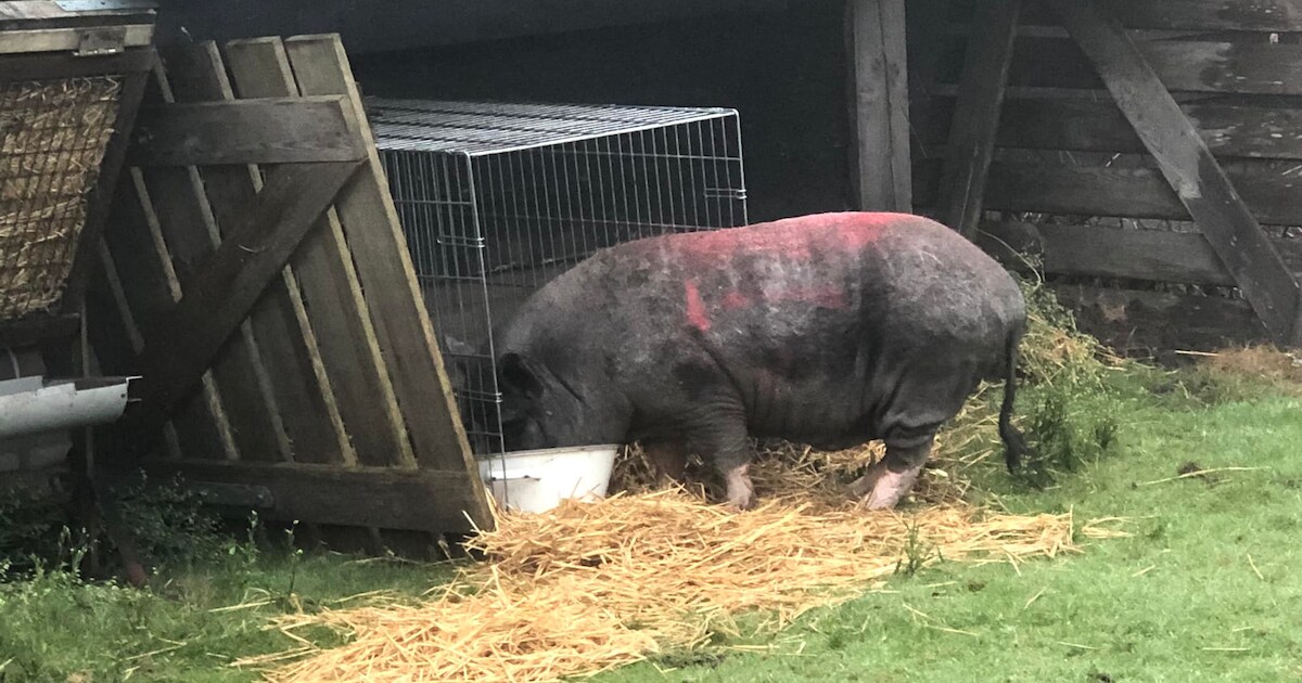 Dierenbeul kwakt roze verf op rug van jong hangbuikzwijn in Amerongen ...