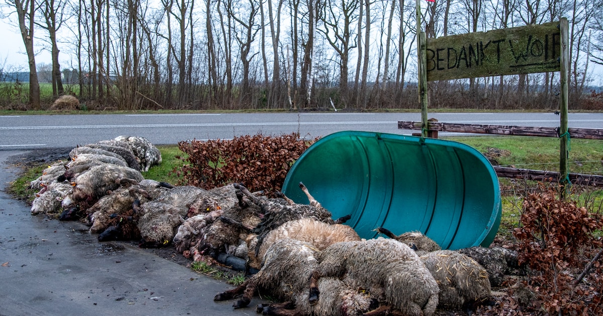'Je weet niet wat je ziet': wolf bijt 41 schapen dood | Binnenland | De ...