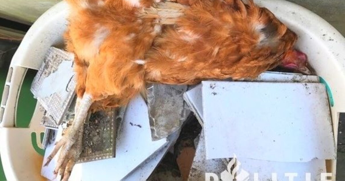 'Schandalige mishandeling' kip: nek gebroken met plank uit ren | Ede ...