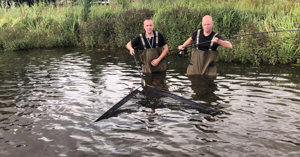 Nóg grotere monstervis: meerval van 2,36 meter in Ulft gevangen | Oude ...