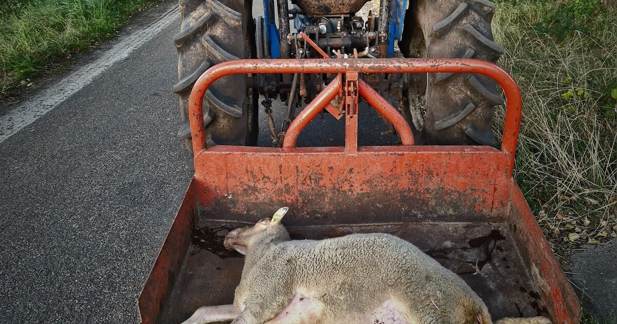 Dodenrit nummer 59 in Heeze: het lijf van ram Herman was op | Eindhoven ...