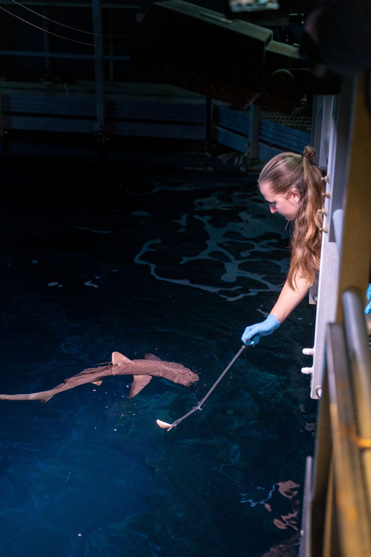 Grijze rifhaaien in Burgers' Zoo slagen voor examen | Arnhem | De ...