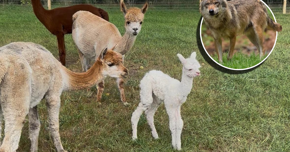 Alpaca’s achter wolfwerend raster gedood door wolf: ‘Ik ben er nog ziek ...
