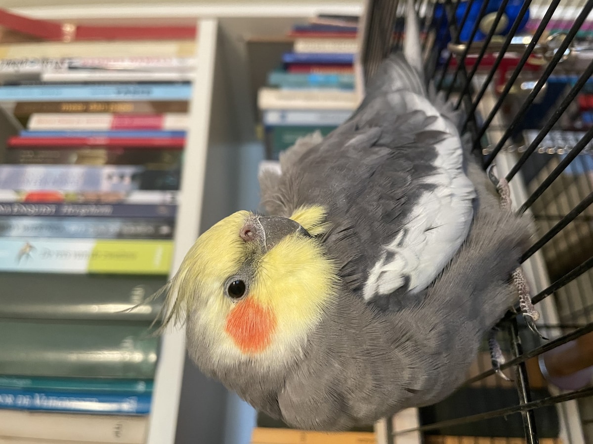 Heb jij Elvis gezien? Dit huisdier wordt in Nijmegen vermist | Nijmegen ...