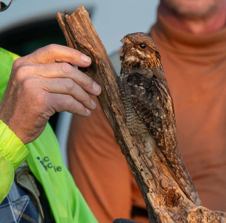 IVN Asten-Someren houdt schemerwandeling in natuurgebied bij Someren ...