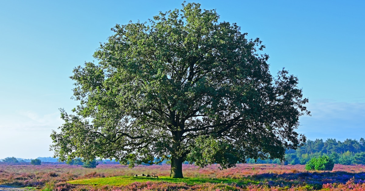 Bomen hebben we nodig in deze opwarmende wereld, en daarom krijgen 33 ...
