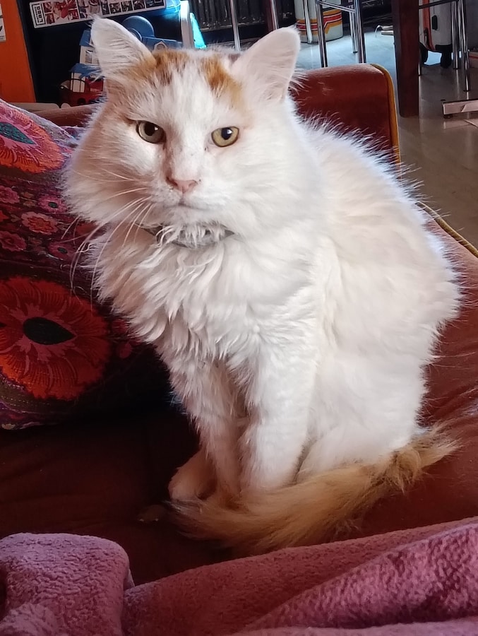 Heb jij Prins, Moos of Jouri gezien? Deze zeven huisdieren worden in ...