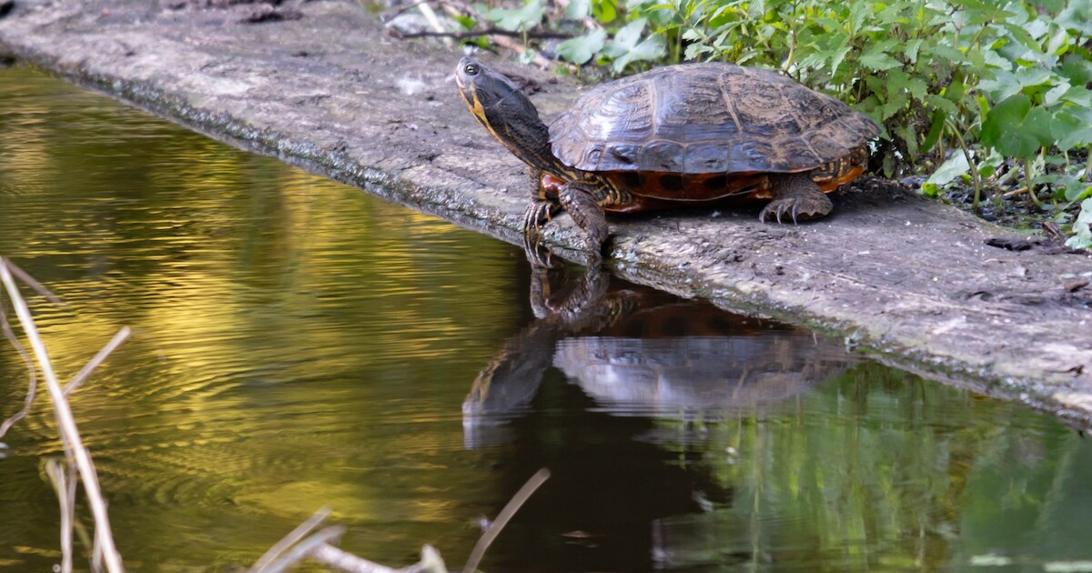 Wat te doen met deze exotische gast in het kanaal bij Haghorst? ‘De ...