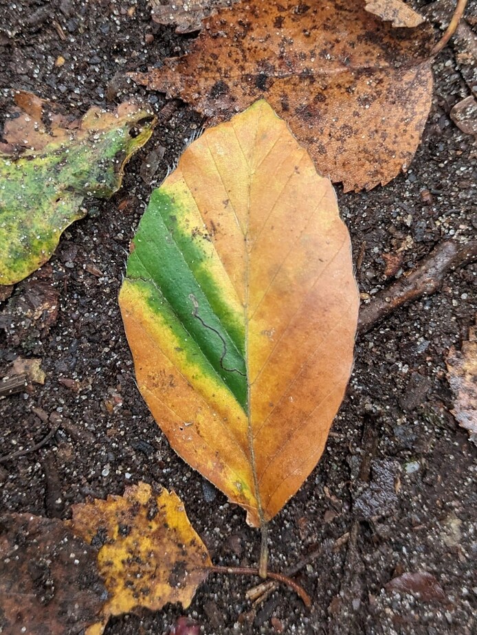 Overwinteren op een luxe privé-eiland, wie wil dat nou niet? | Natuur ...