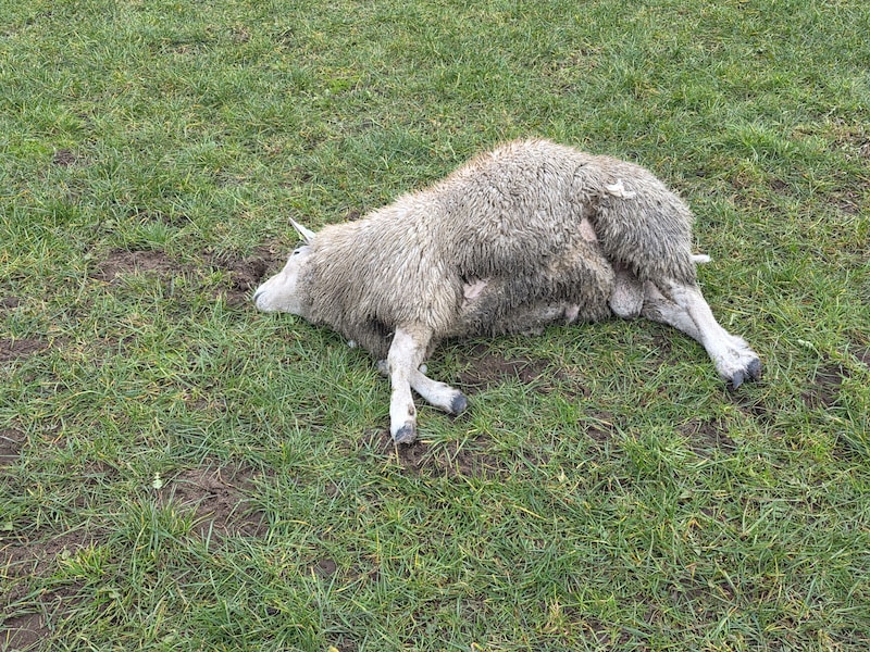 Schapen dood gevonden in weiland, mogelijk aanval door wolf | Regio ...