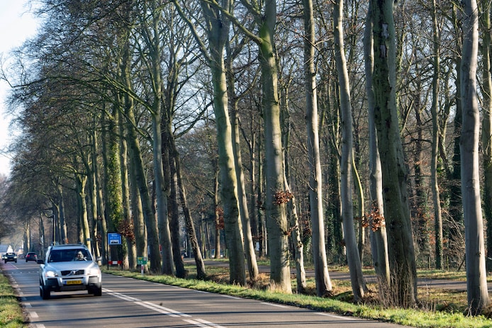 Kaalslag langs provinciale weg bij Wilp: lange bomenrij valt ten prooi ...