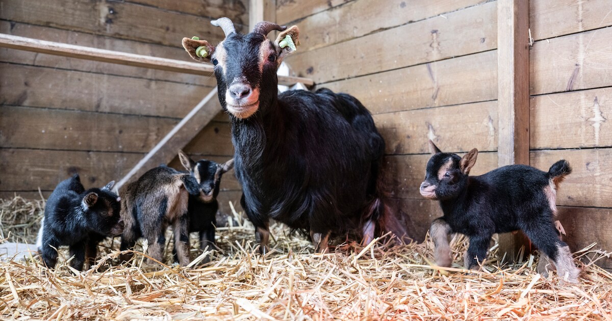 Geit in Lents dierenpark werpt vierling: hoe bijzonder is dat ...