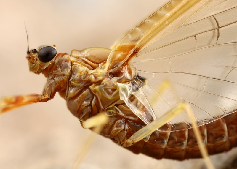 Waterinsecten keren terug in Brabantse beken, eendagsvlieg naar de ...