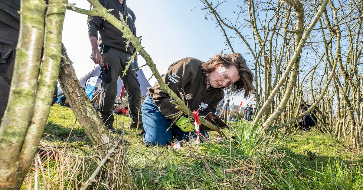 Vrouwen ontdekken het ambacht van het hegvlechten: ‘Mooi werk, een ...