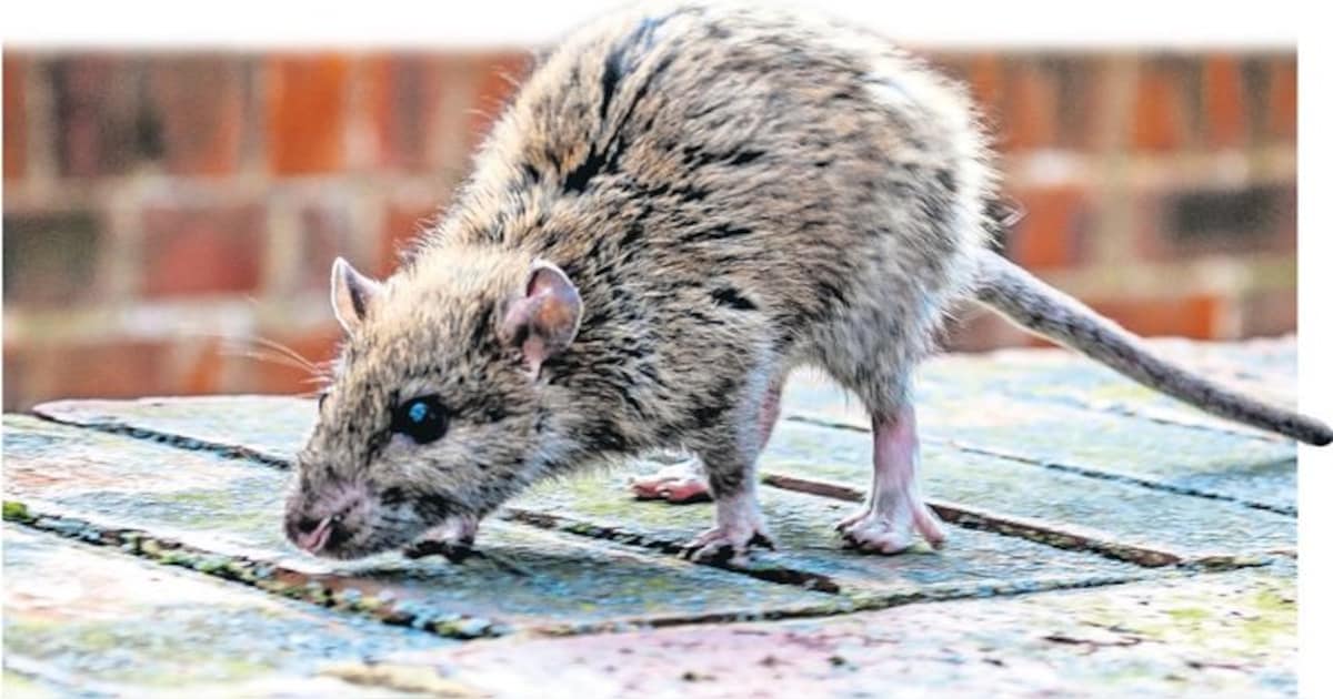 Met deze speciale, digitale vallen willen ze in Tiel ratten vangen ...