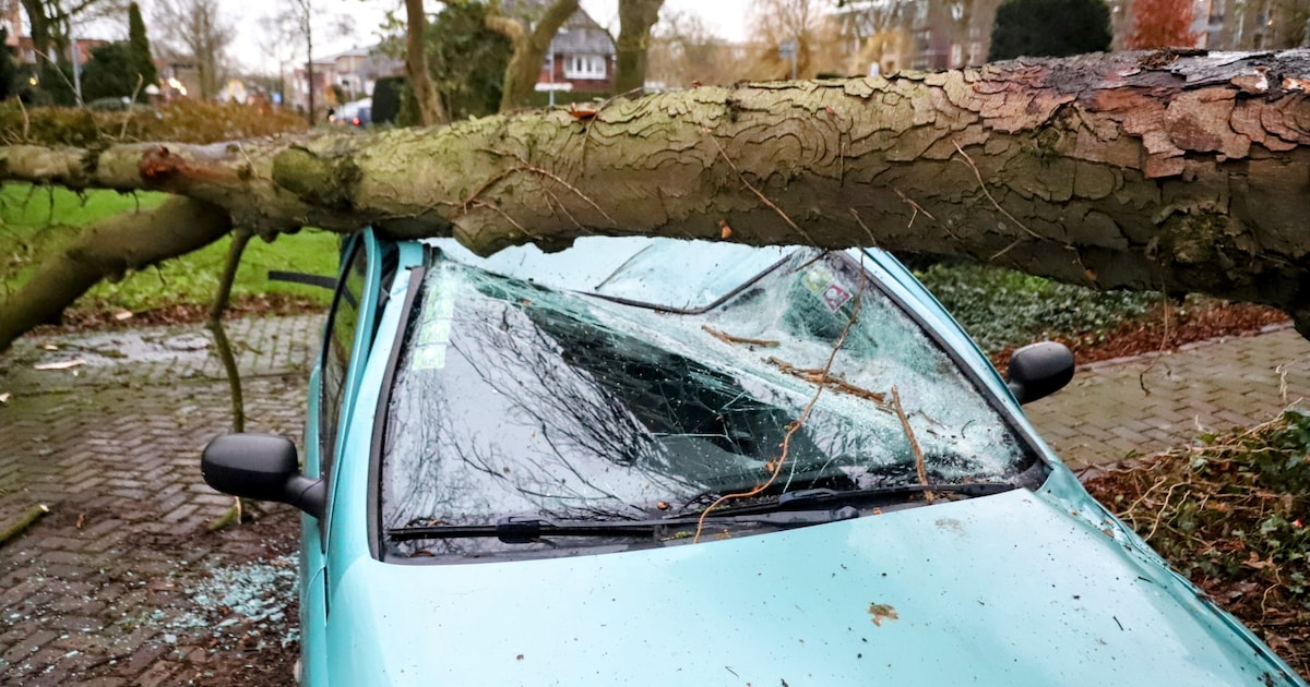 Auto geplet door dikke boom in Tiel | 112 nieuws Tiel | De Gelderlander.nl