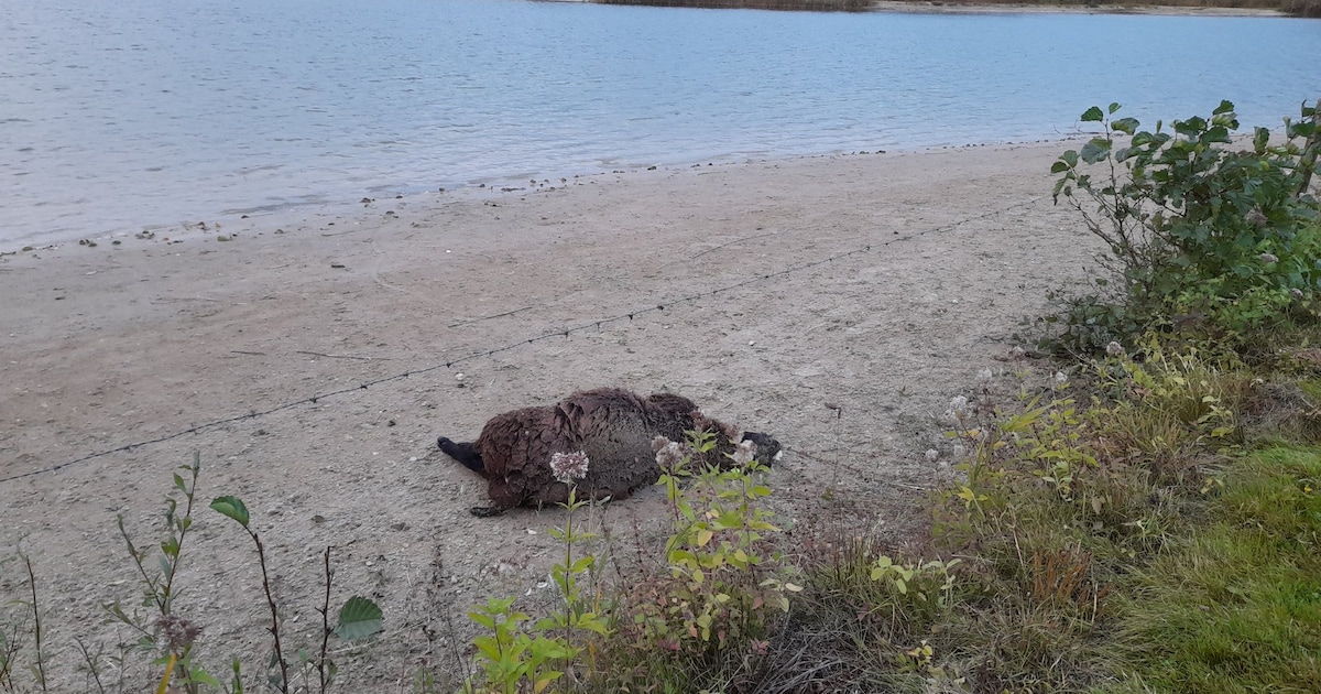 Woede om hond die schaap de dood in jaagt: dier verdrinkt in ’t Hilgelo ...