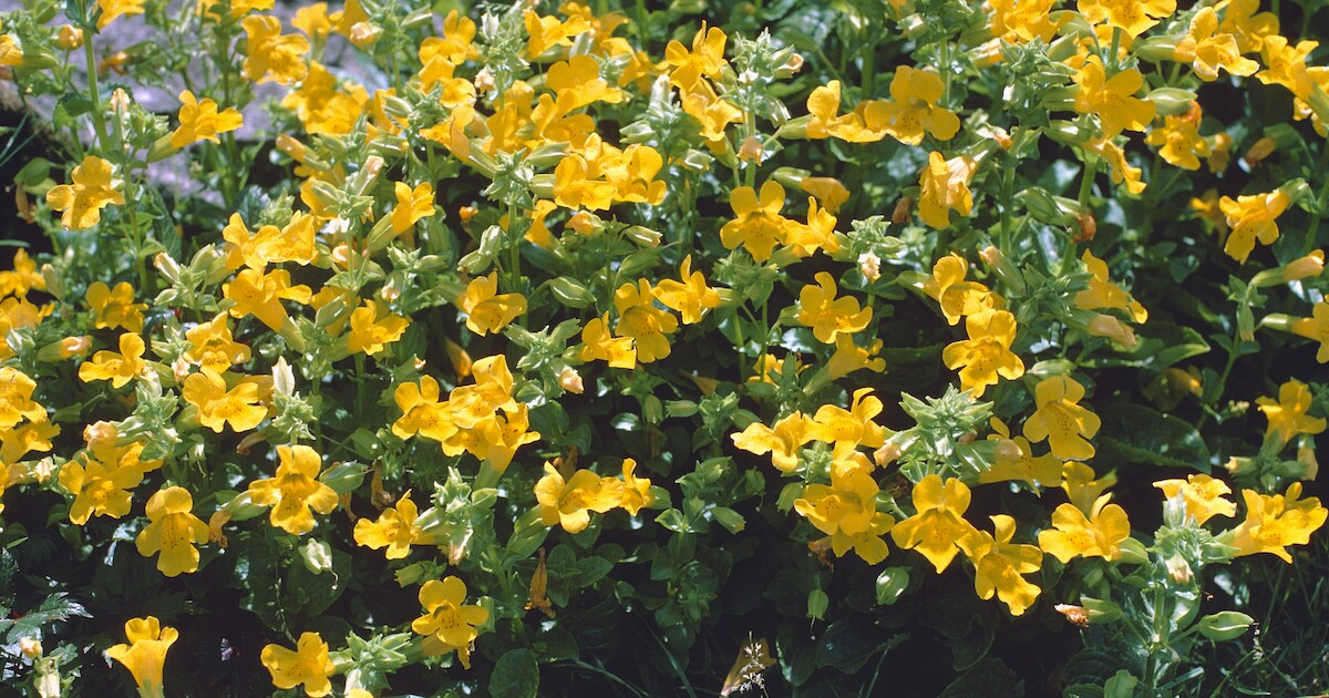 Woekerende gele maskerbloem bedreiging voor wijfjesvarens en orchideeën ...