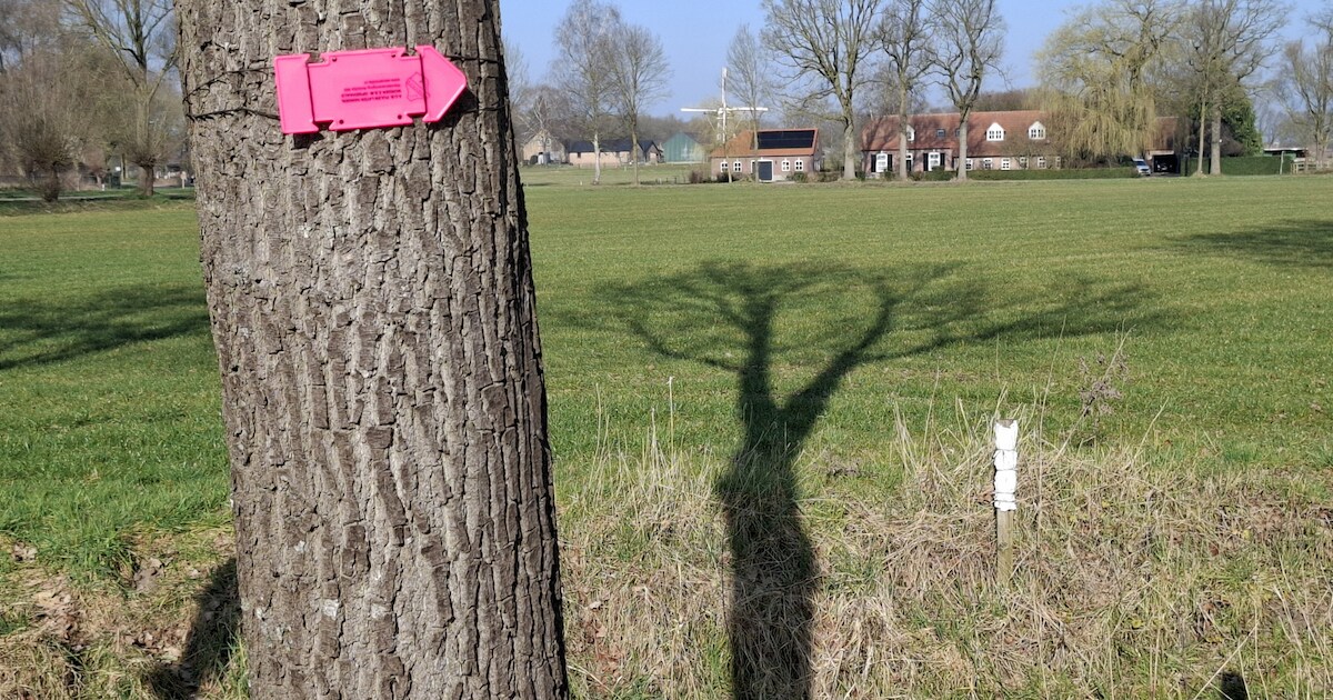 Laatste Millse winterwandeling van het seizoen | Regio | De Gelderlander.nl