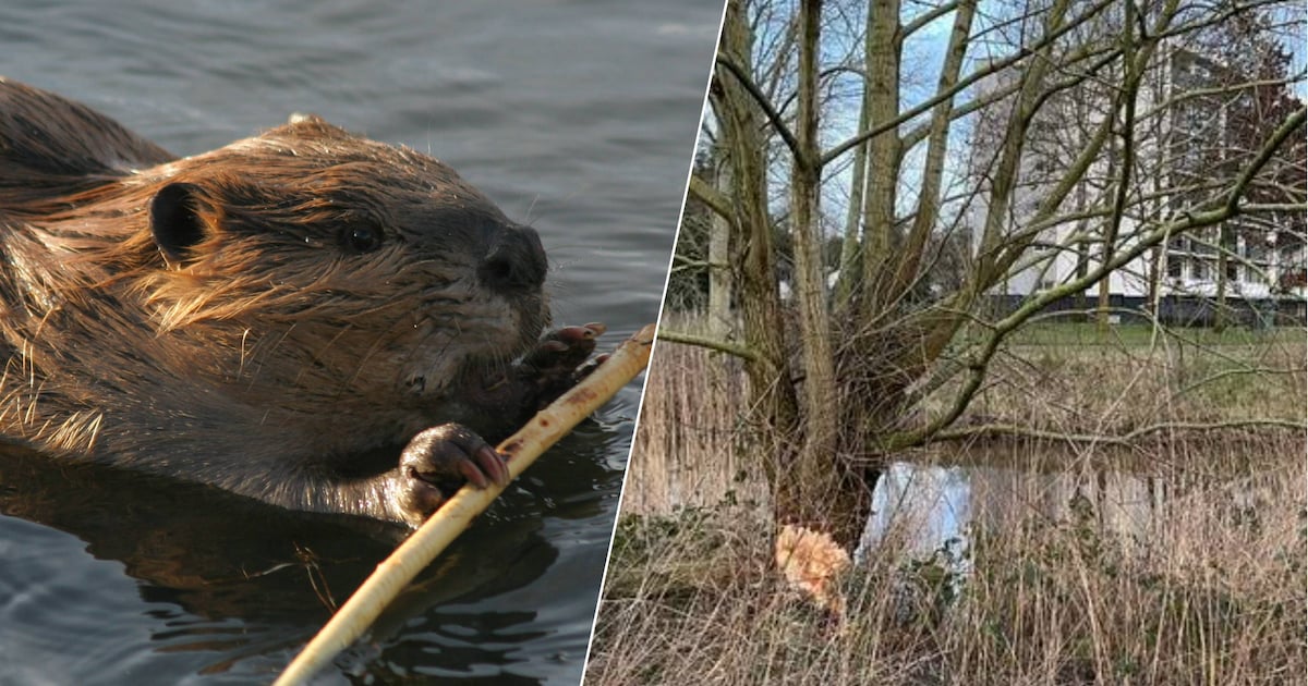 Oprukkende bever gaat ook tuinen vernielen: funderingen van huizen zijn ...