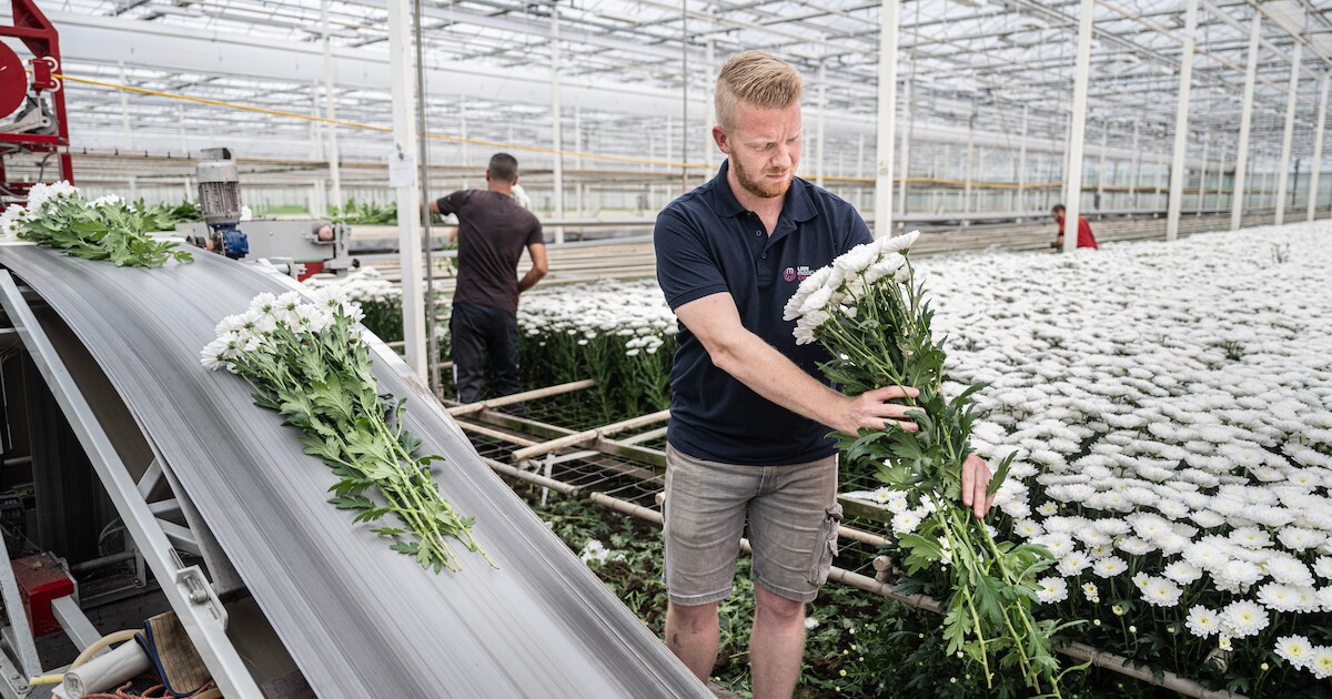 Barry kweekt groen: geen chemie, maar doosjes lieveheersbeestjes ...