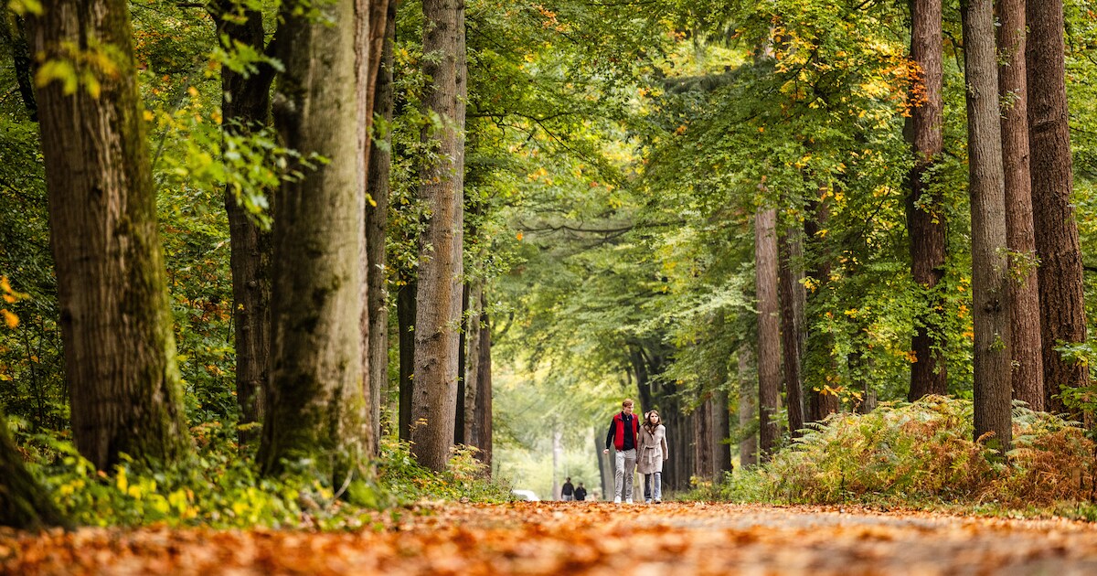 Herfstwandeltochten door coulisselandschap Winterswijk | Winterswijk ...