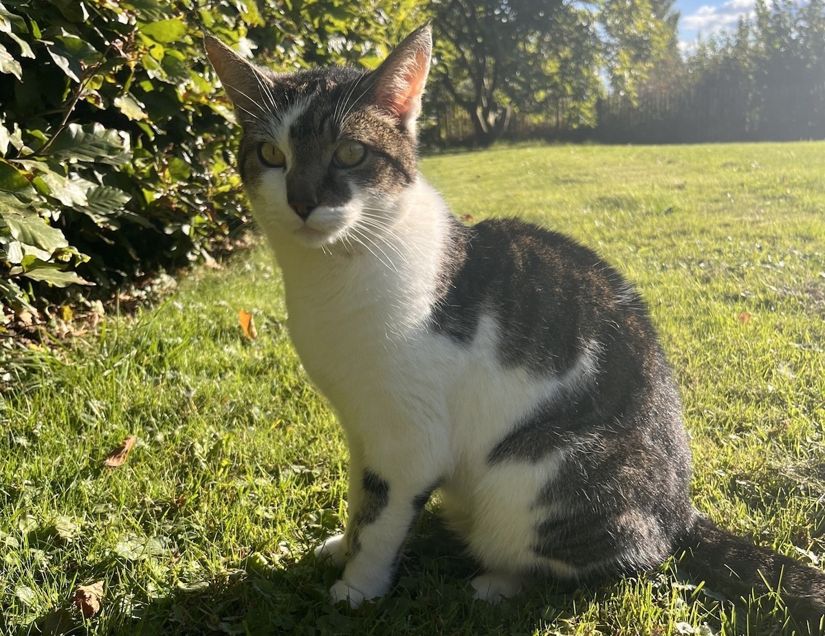 Heb jij Mowgli of Sky gezien? Deze twee huisdieren worden in Tiel ...