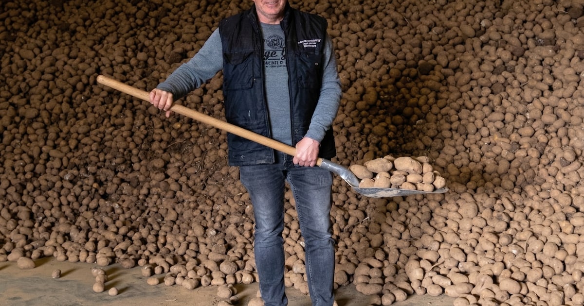 Kwart miljoen kilo piepers van boer René wacht op vernietiging: ‘Een ...